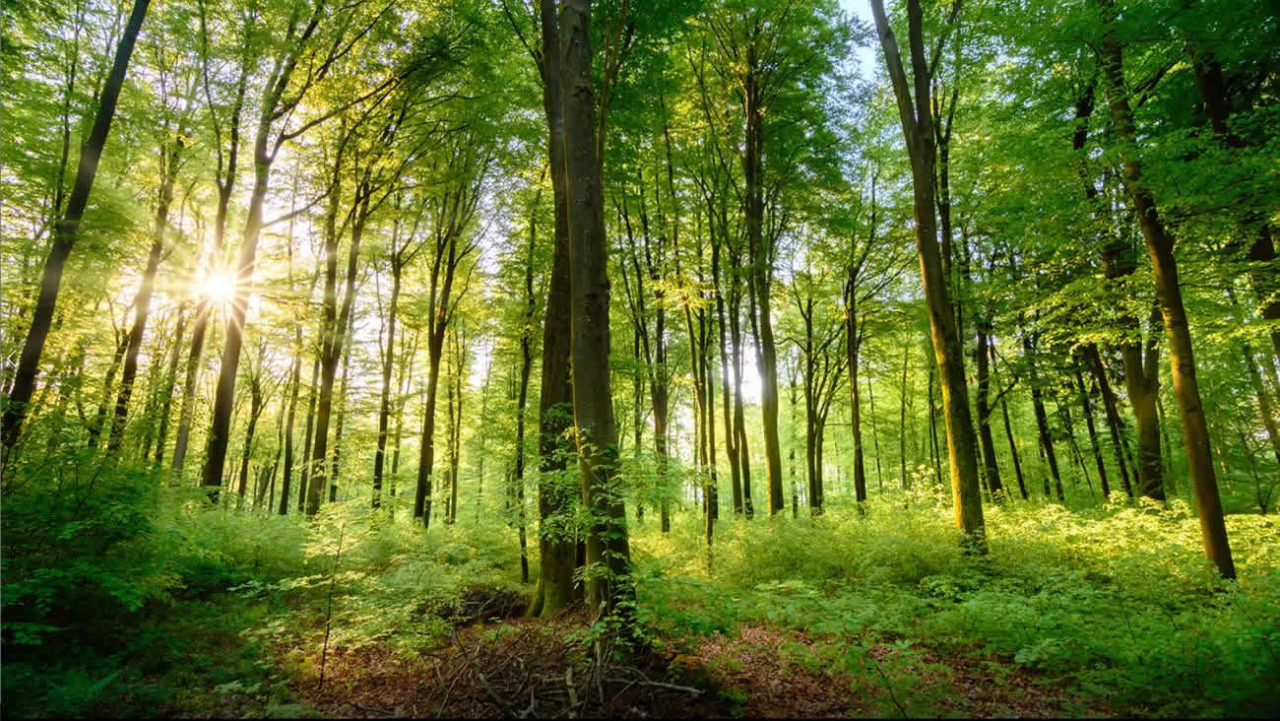 Repulping Technology GmbH & Co. KG